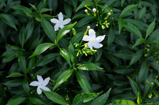 Kampupot Flower Images | Best Flower Site