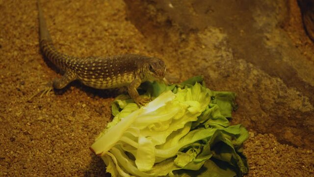 "Chilling Out" Bilder – Durchsuchen 5,922 Archivfotos, Vektorgrafiken ...