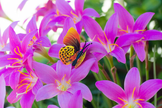 Preciosa Images – Parcourir 3,853 le catalogue de photos, vecteurs et ...