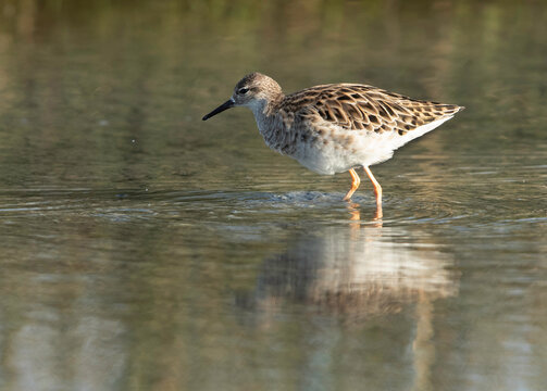 Brushane bilder – Bläddra bland 11,858 stockfoton, vektorer och videor ...