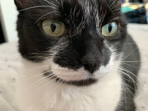 รูปภาพKicia – เลือกดูภาพถ่ายสต็อก เวกเตอร์ และวิดีโอ280 | Adobe Stock