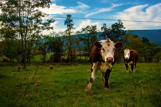 Heifer Images – Browse 35,653 Stock Photos, Vectors, and Video | Adobe ...