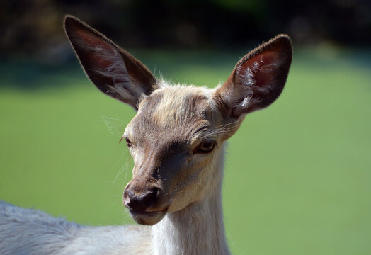 รูปภาพBamby – เลือกดูภาพถ่ายสต็อก เวกเตอร์ และวิดีโอ269 | Adobe Stock
