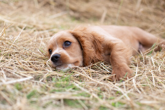 Are Cocker Spaniel Puppies Lazy
