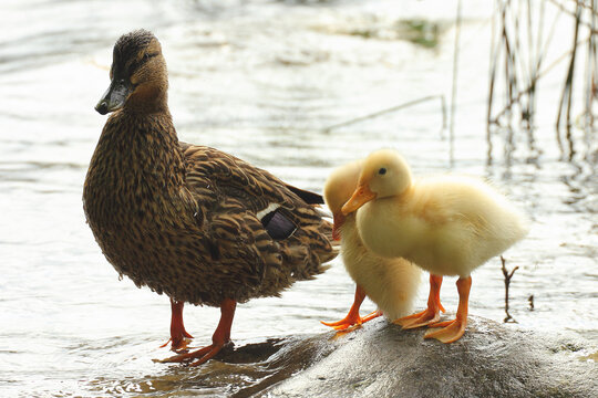 รูปภาพPatitos – เลือกดูภาพถ่ายสต็อก เวกเตอร์ และวิดีโอ495 | Adobe Stock