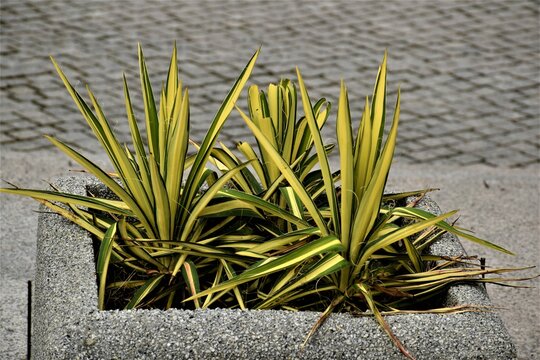 Imágenes de Juka: descubre bancos de fotos, ilustraciones, vectores y ...