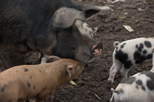 "Pig Sty" Bilder – Durchsuchen 286 Archivfotos, Vektorgrafiken und ...