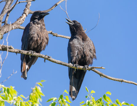 「Two Crows」の写真素材 | 3,423件の無料イラスト画像 | Adobe Stock