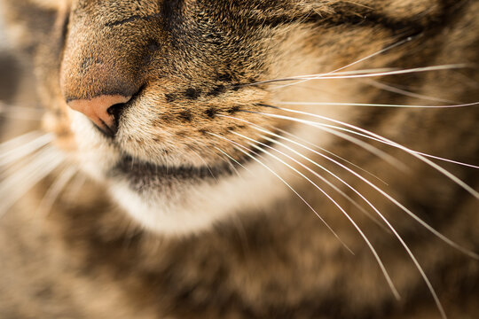 Koci Images – Browse 536 Stock Photos, Vectors, and Video | Adobe Stock