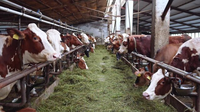 Cattle Trough Images – Browse 3,729 Stock Photos, Vectors, and Video ...