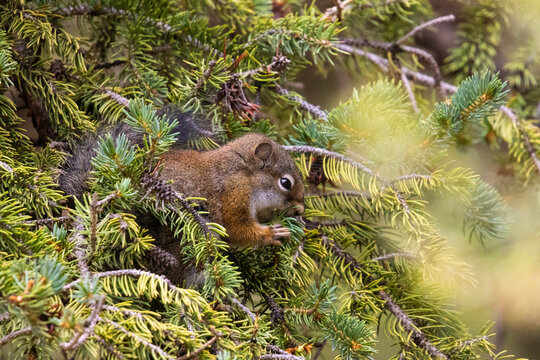 Small Pine Squirrel