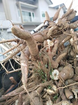 Maracheeni Images – Browse 51 Stock Photos, Vectors, and Video | Adobe ...