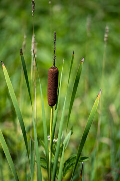 Cattails Images – Browse 24,109 Stock Photos, Vectors, and Video ...