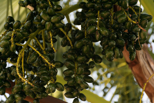 "Buri Palm" Billeder – Gennemse 97 stockfotos, vektorer og videoer ...