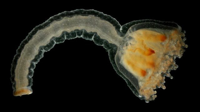 รูปภาพStaurozoa – เลือกดูภาพถ่ายสต็อก เวกเตอร์ และวิดีโอ128 | Adobe Stock