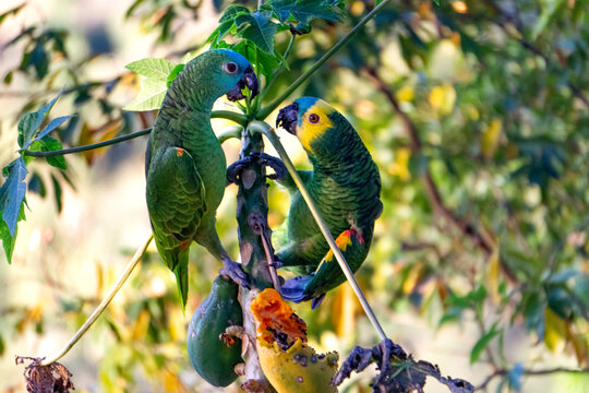 Maritaca Images – Browse 418 Stock Photos, Vectors, and Video | Adobe Stock