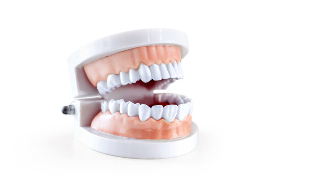 「Orthodontal」の画像 - 1,463 件の Stock 写真、ベクターおよびビデオ | Adobe Stock