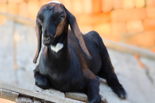 Indian Goat Png