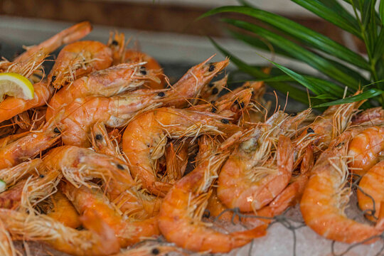 "Penaeus Indicus" Bilder – Durchsuchen 177 Archivfotos, Vektorgrafiken ...