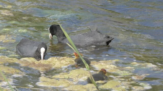 Coots Images – Browse 30,751 Stock Photos, Vectors, and Video | Adobe Stock