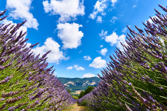 รูปภาพPollino – เลือกดูภาพถ่ายสต็อก เวกเตอร์ และวิดีโอ915 | Adobe Stock