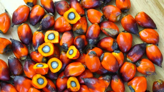 Imagens de Dendezeiro – Explore Fotografias do Stock, Vetores e Vídeos ...