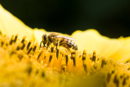 รูปภาพMacrographie – เลือกดูภาพถ่ายสต็อก เวกเตอร์ และวิดีโอ190 | Adobe ...