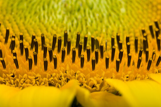 รูปภาพMacrographie – เลือกดูภาพถ่ายสต็อก เวกเตอร์ และวิดีโอ190 | Adobe ...