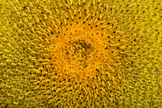 「Macrographie」の写真素材 | 184件の無料イラスト画像 | Adobe Stock