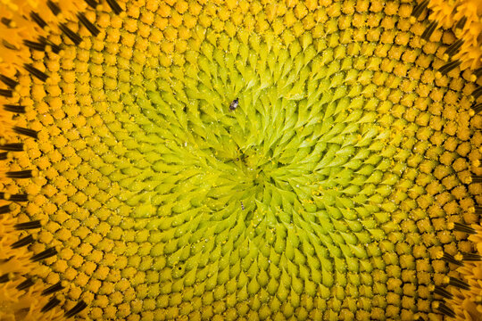 Macrographie Images – Parcourir 170 le catalogue de photos, vecteurs et ...