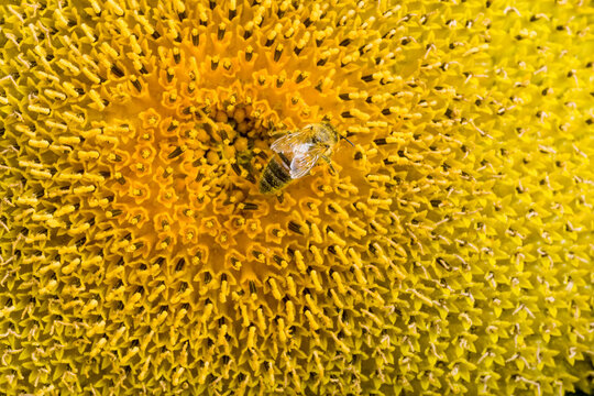 Macrographie Images – Parcourir 170 le catalogue de photos, vecteurs et ...