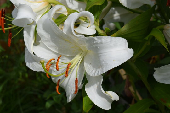 Reinfeiern Bilder – Durchsuchen 4,095 Archivfotos, Vektorgrafiken und ...