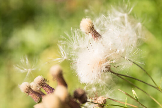 Pappus Bilder – Durchsuchen 3,409 Archivfotos, Vektorgrafiken und ...
