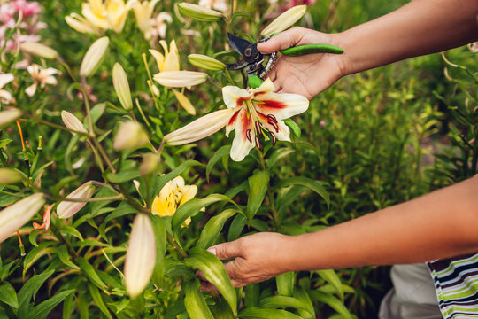 รูปภาพThrum – เลือกดูภาพถ่ายสต็อก เวกเตอร์ และวิดีโอ15,247 | Adobe Stock