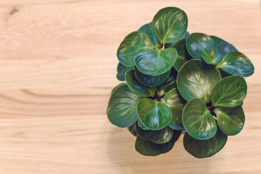 Ogonek 画像 - 参照 2,454 Stock 写真、ベクターおよびビデオ | Adobe Stock