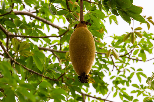 Imagens de Embondeiro – Explore Fotografias do Stock, Vetores e Vídeos ...