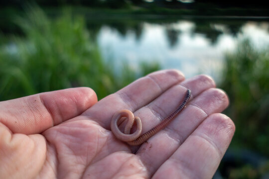 Robak 画像 - 参照 1,180 Stock 写真、ベクターおよびビデオ | Adobe Stock