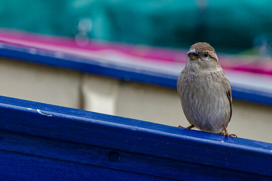 「Passerotto」の写真素材 | 317件の無料イラスト画像 | Adobe Stock