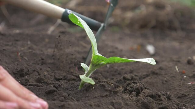 Spur Images – Browse 60,963 Stock Photos, Vectors, and Video | Adobe Stock