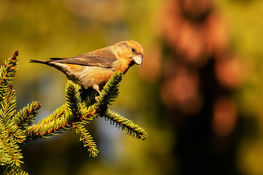 Granivore Bilder – Durchsuchen 2,411 Archivfotos, Vektorgrafiken und ...