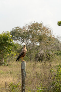 Imagens de Pollero – Explore Fotografias do Stock, Vetores e Vídeos de ...