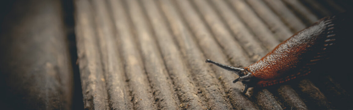 Snigel bilder – Bläddra bland 276,757 stockfoton, vektorer och videor ...