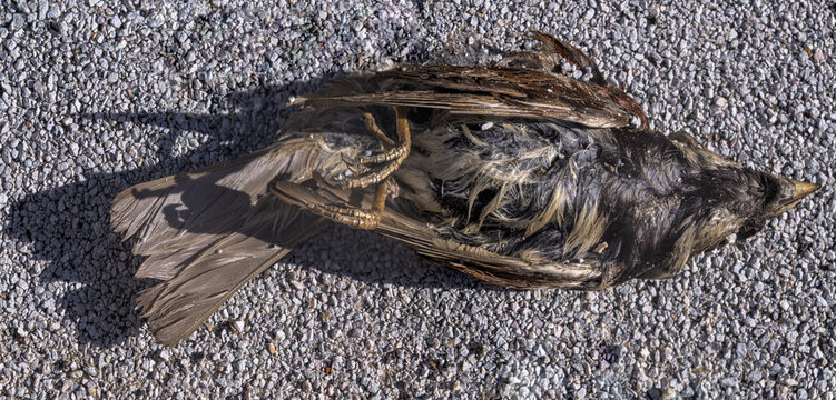 Moulder Bilder – Durchsuchen 29,524 Archivfotos, Vektorgrafiken und ...