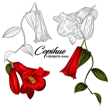 Imágenes de Copihue: descubre bancos de fotos, ilustraciones, vectores ...