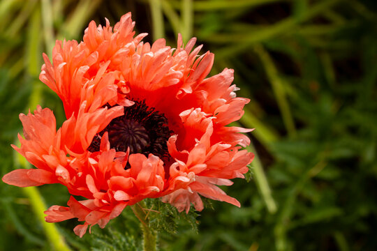 Morifolium Images – Browse 2,017 Stock Photos, Vectors, and Video ...