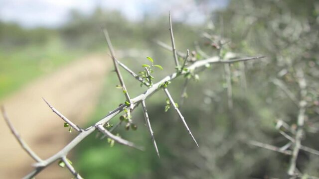 "Thorn Bush" Images – Browse 1,354 Stock Photos, Vectors, and Video ...