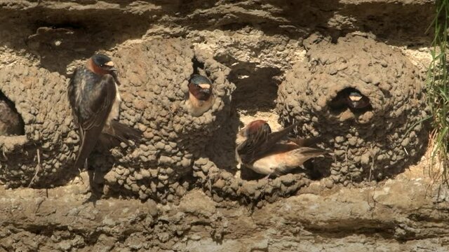 "Mud Nest" Imagens – Procure 133 fotos, vetores e vídeos | Adobe Stock