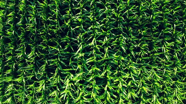 Floar Bilder – Durchsuchen 183 Archivfotos, Vektorgrafiken und Videos ...