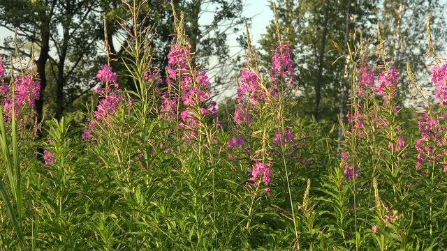 Fireweed Images – Browse 17,470 Stock Photos, Vectors, and Video ...