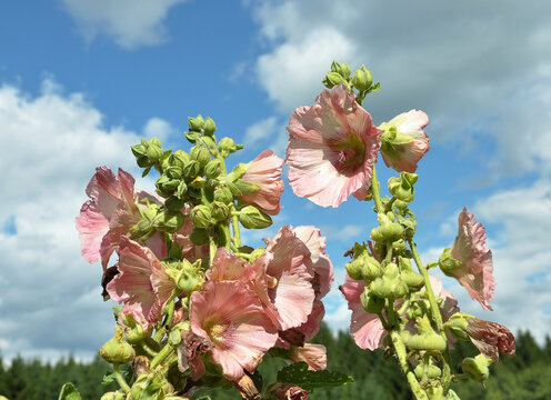 รูปภาพBauernrose – เลือกดูภาพถ่ายสต็อก เวกเตอร์ และวิดีโอ680 | Adobe Stock